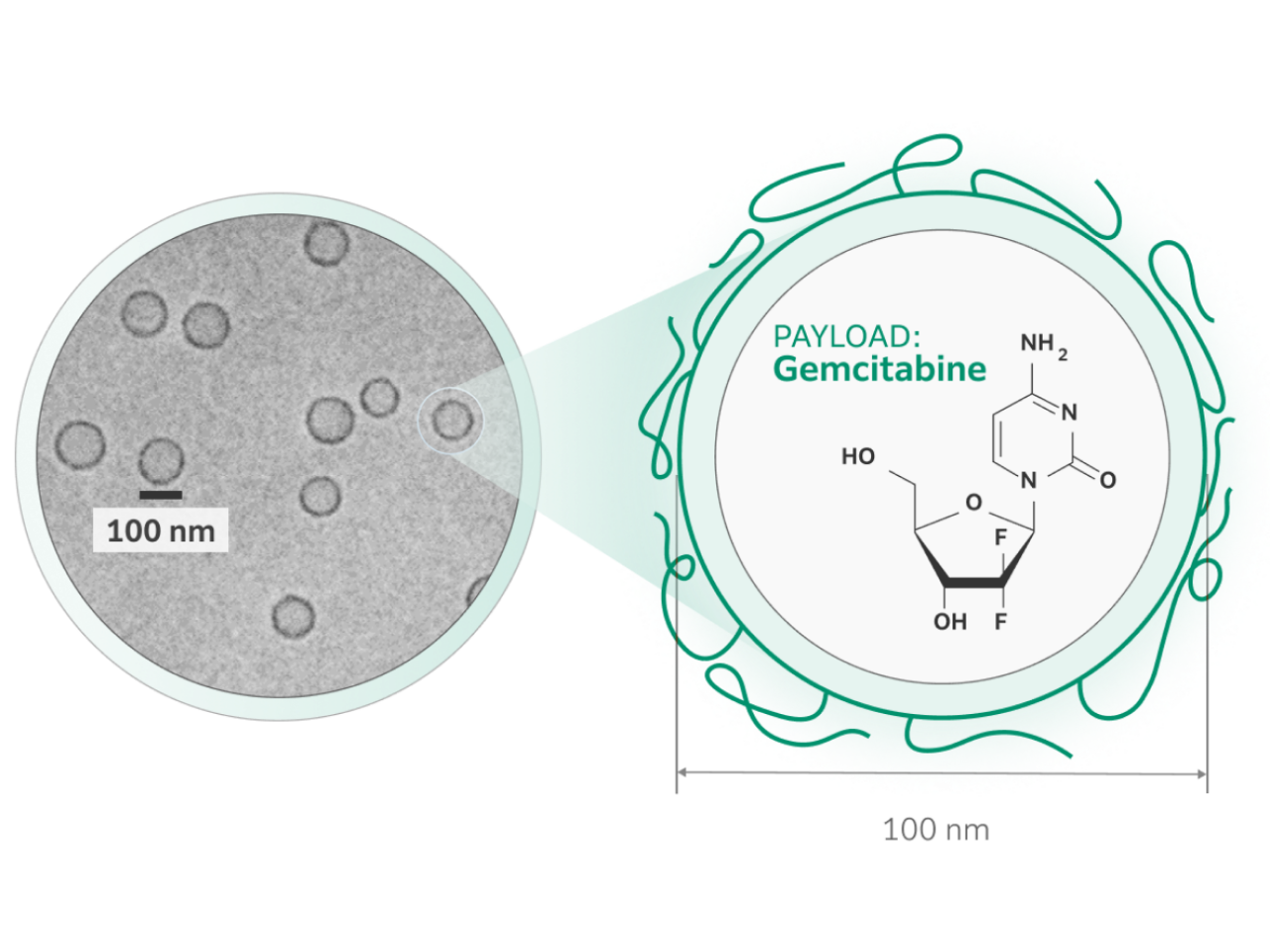 Liposomes - Fujifilm Pharma