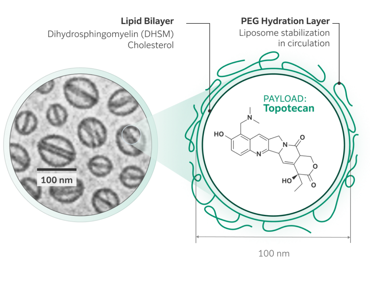 Liposomes - Fujifilm Pharma